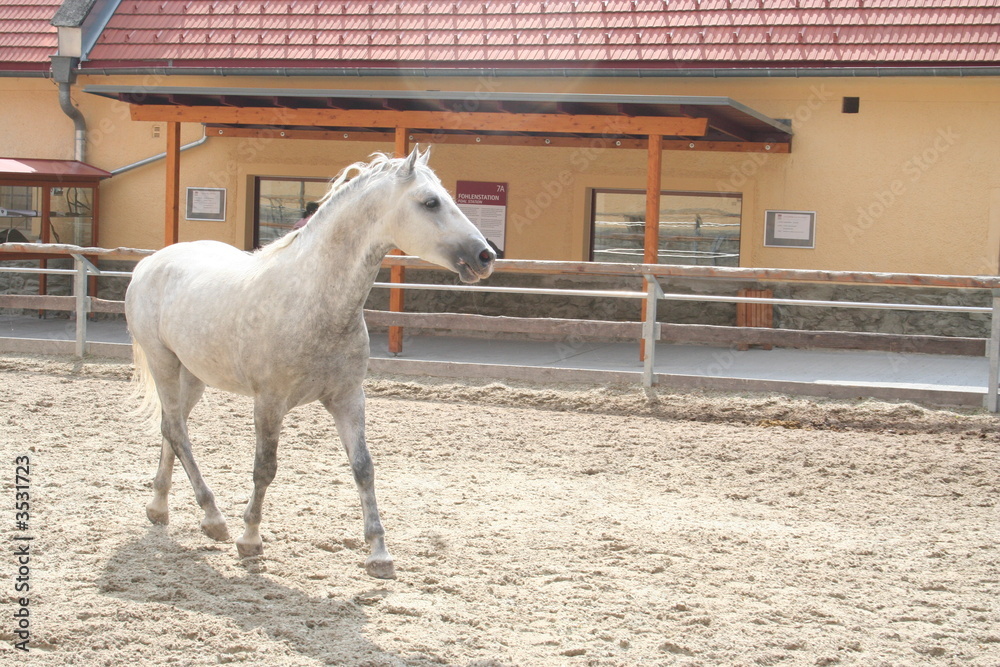 Pferdekoppel Stock-Foto | Adobe Stock