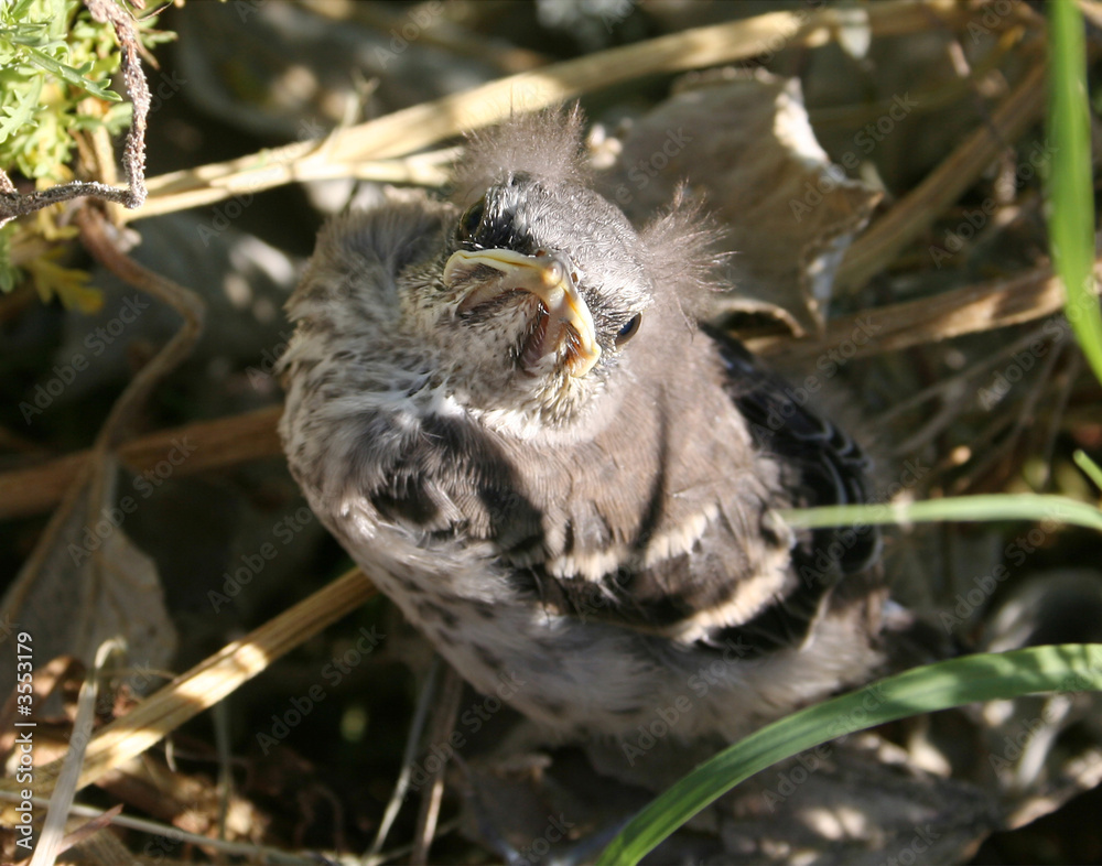 Brazen Baby Mockingbird Stock Photo | Adobe Stock