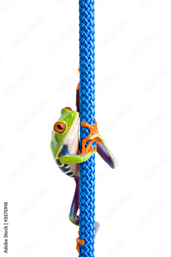 frog climbing up a blue rope - Agalychnis callidryas isolated Stock ...