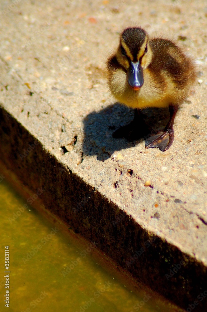 Patito Junior Stock Photo | Adobe Stock