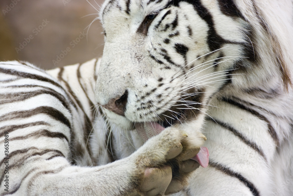 Tiger Hug White Tiger