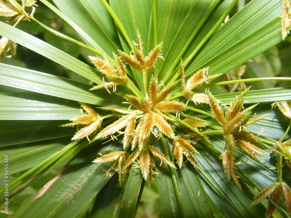 fleur de papyrus Photos | Adobe Stock