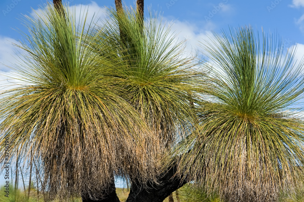 australian native grass tree landscape Stock Photo | Adobe Stock