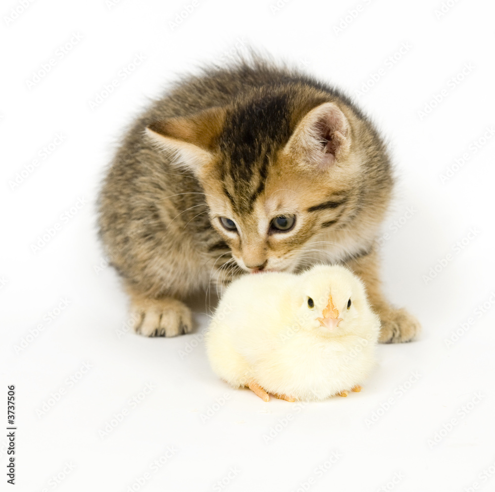 kitten and baby chick Stock Photo | Adobe Stock