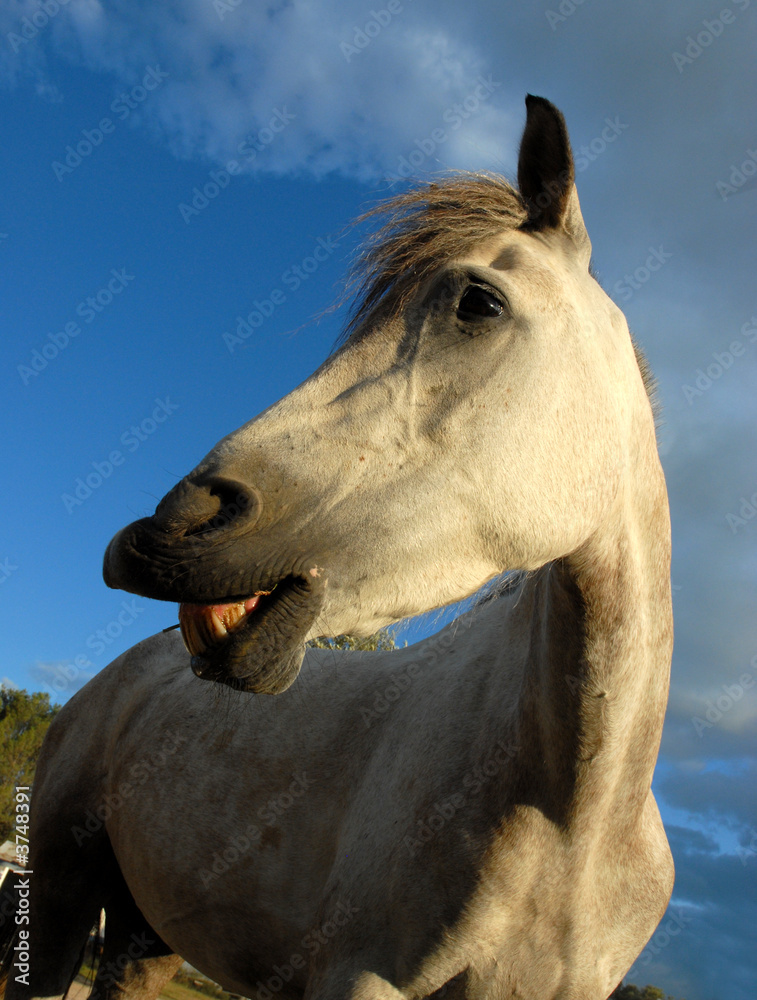 cheval qui rit Stock-Foto | Adobe Stock