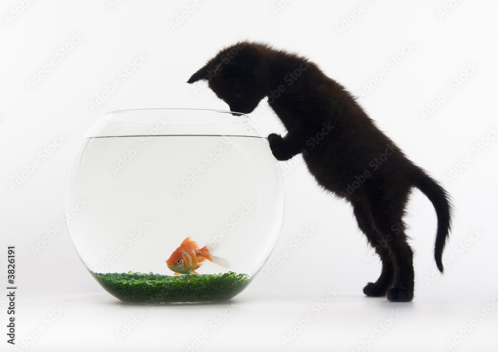 Black cat & Gold fish Stock Photo | Adobe Stock