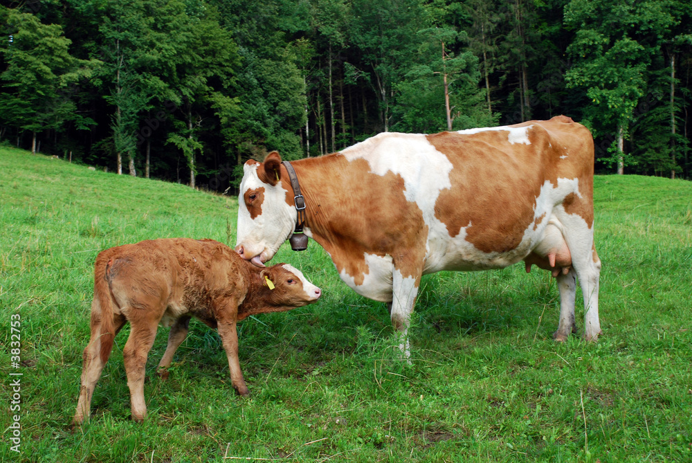 Mutterliebe Stock Photo | Adobe Stock