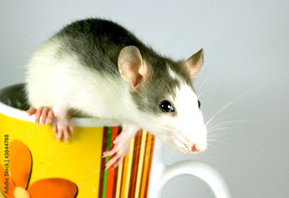 Farbratte Stock-Foto | Adobe Stock