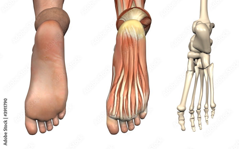 Anatomical Overlays - Bottom of the Foot Stock Illustration | Adobe Stock