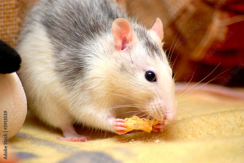 süsse Ratte beim Fressen Stock-Foto | Adobe Stock
