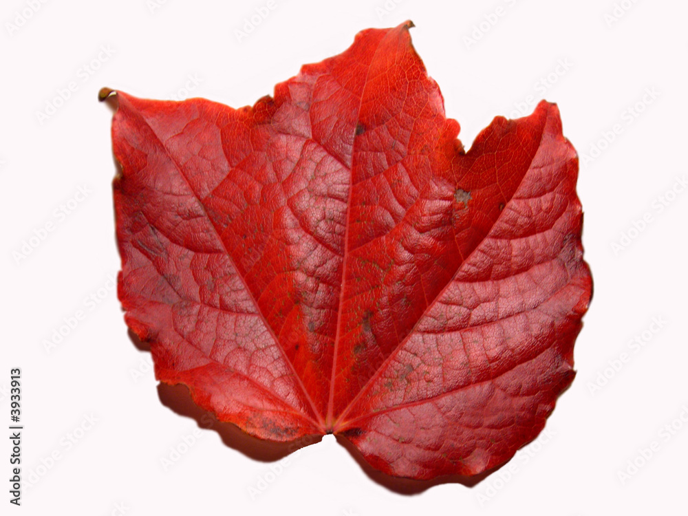hoja roja de otoño Stock Photo | Adobe Stock