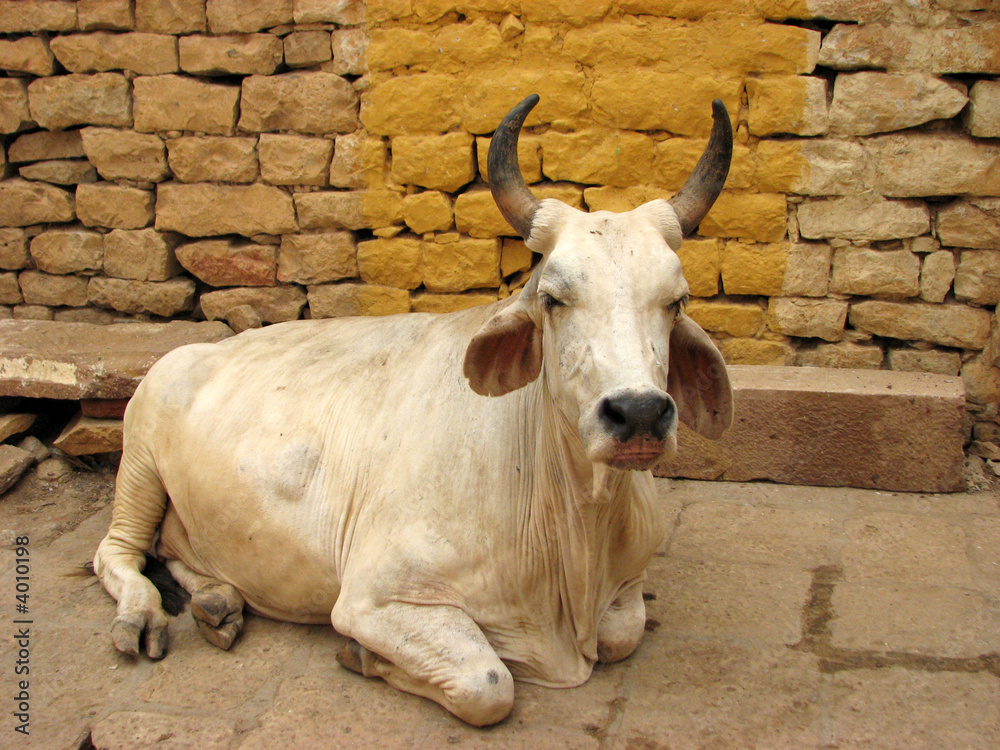 inde - vache sacrée Photos | Adobe Stock