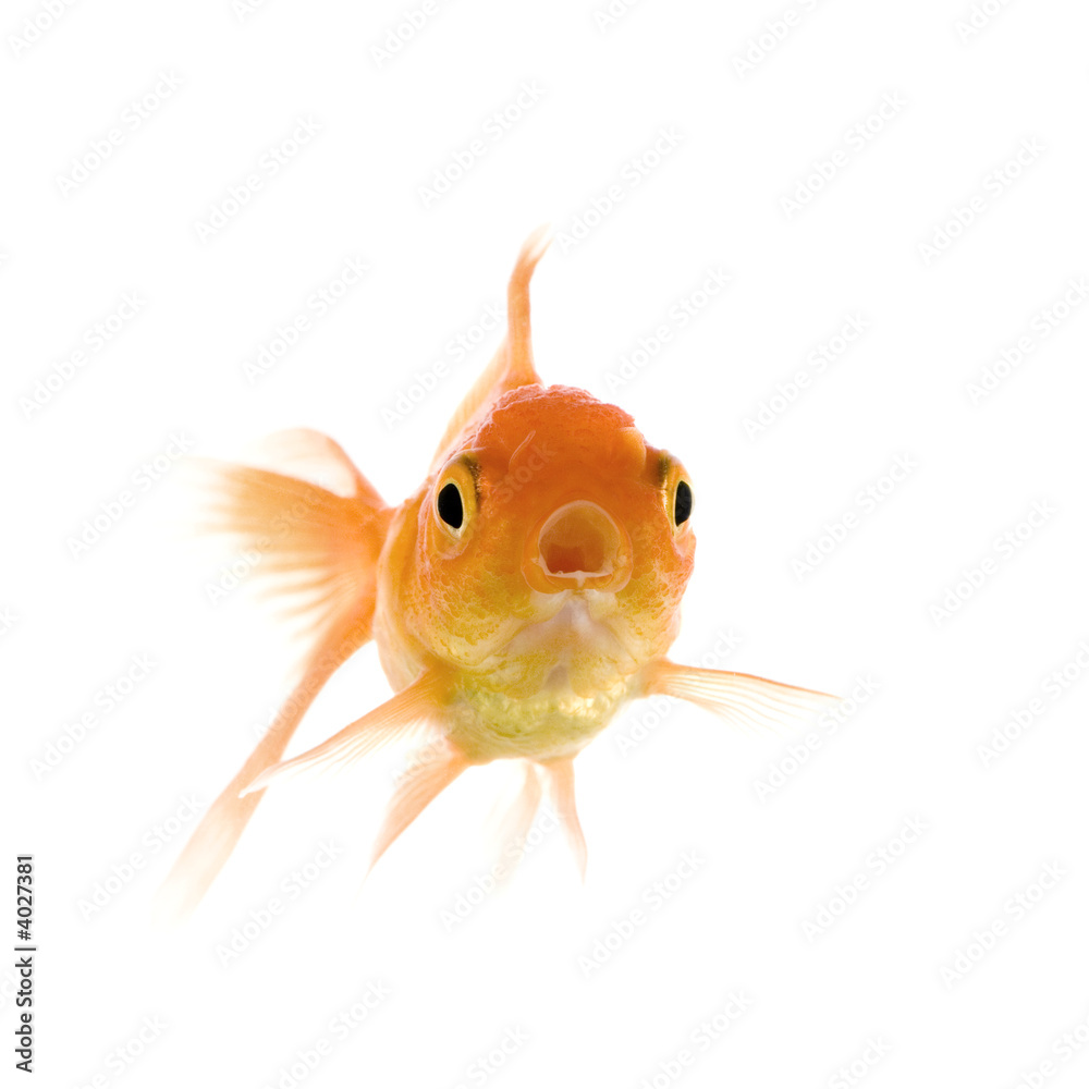Goldfish in front of a white background Stock Photo | Adobe Stock