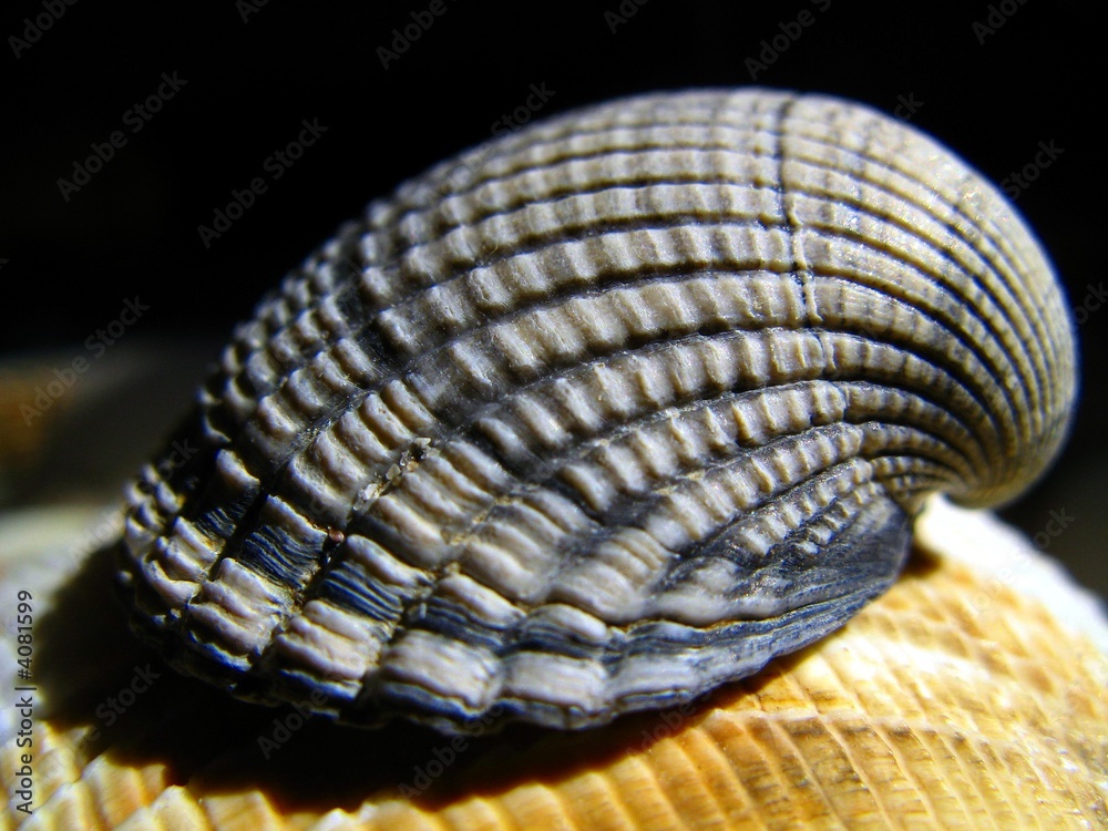 muschel Stock Photo | Adobe Stock