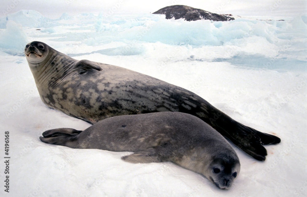 Foto de bébé et maman phoque do Stock | Adobe Stock