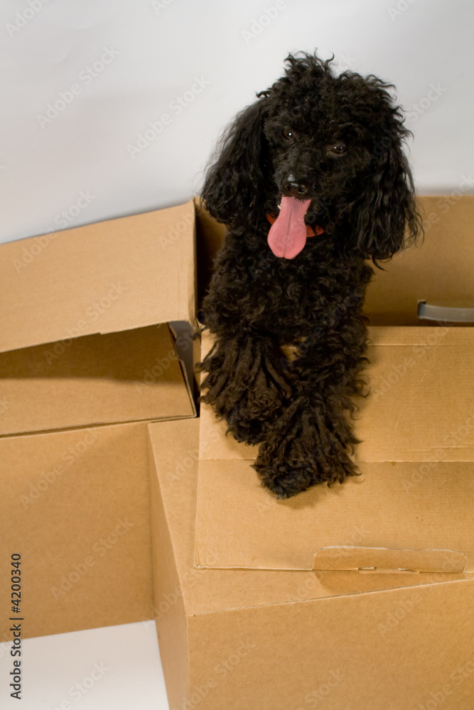 Black dog sticking out of a cardboard box Stock Photo | Adobe Stock