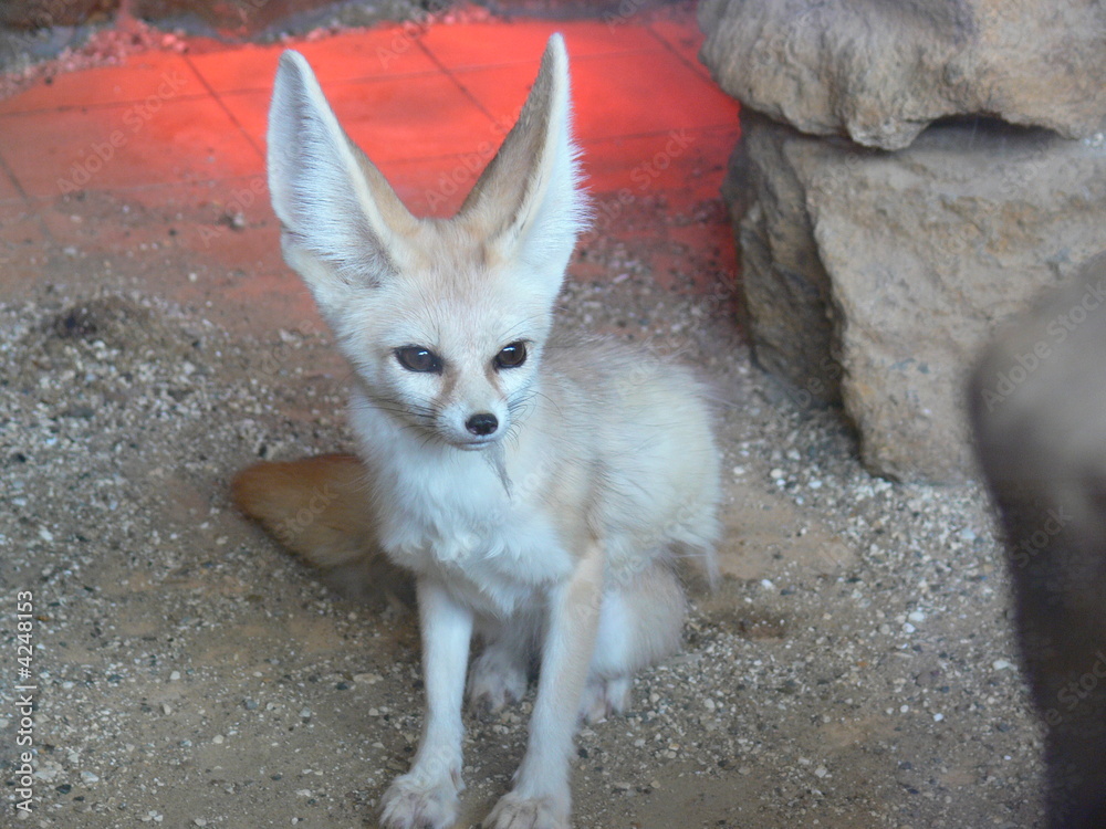 Big Eared Fox Stock Photo | Adobe Stock