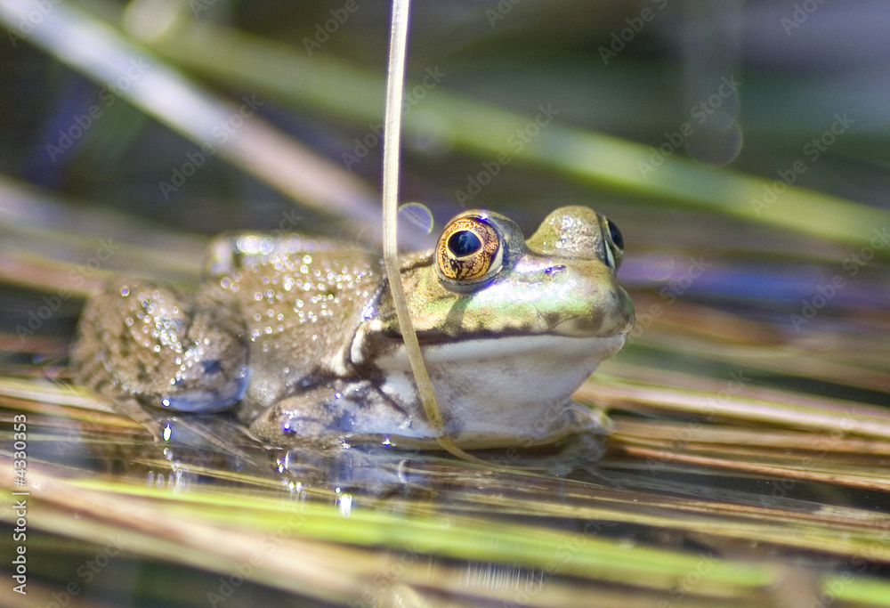 frog Stock Photo | Adobe Stock
