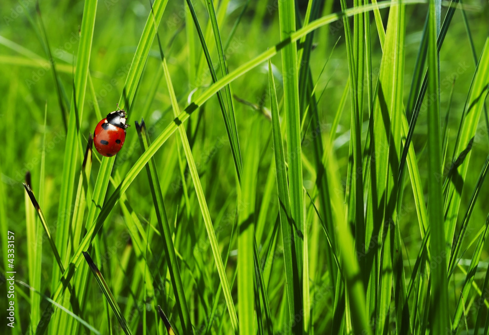 Ladybug in grass Stock Photo | Adobe Stock