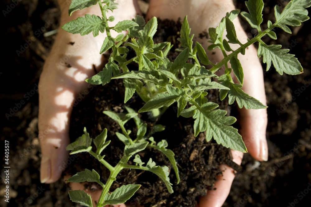 Growth Stock Photo | Adobe Stock