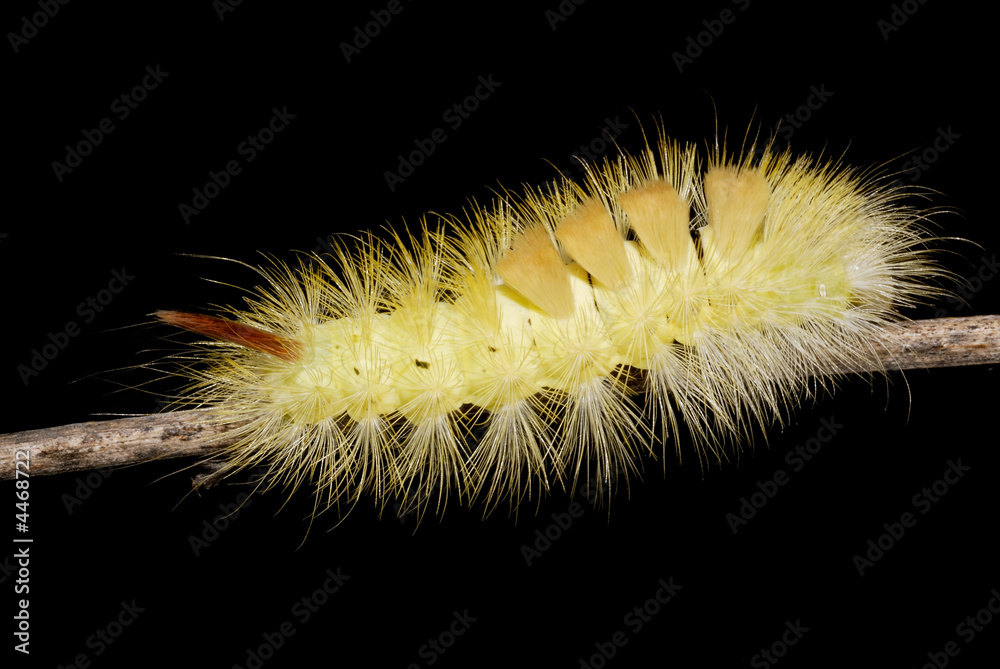 Eine schöne haarige Raupe Stock-Foto | Adobe Stock