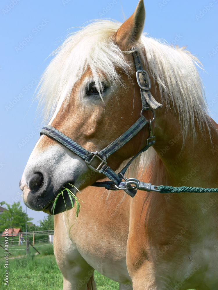 Pferdekopf vom Haflinger, seitlich, Hochformat Stock-Foto | Adobe Stock