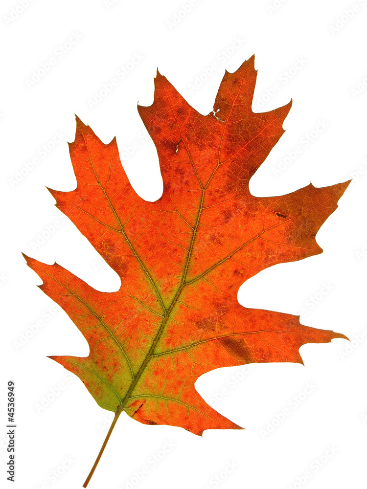 Eichenblatt im Herbst Stock-Foto | Adobe Stock