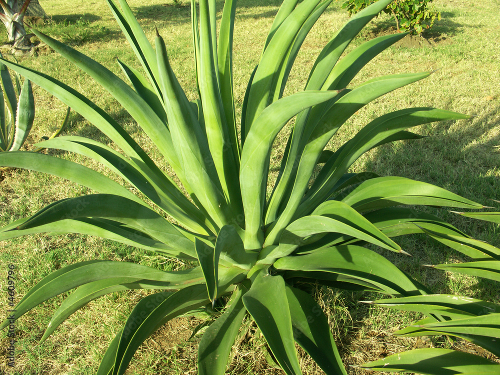 agave Stock Photo | Adobe Stock