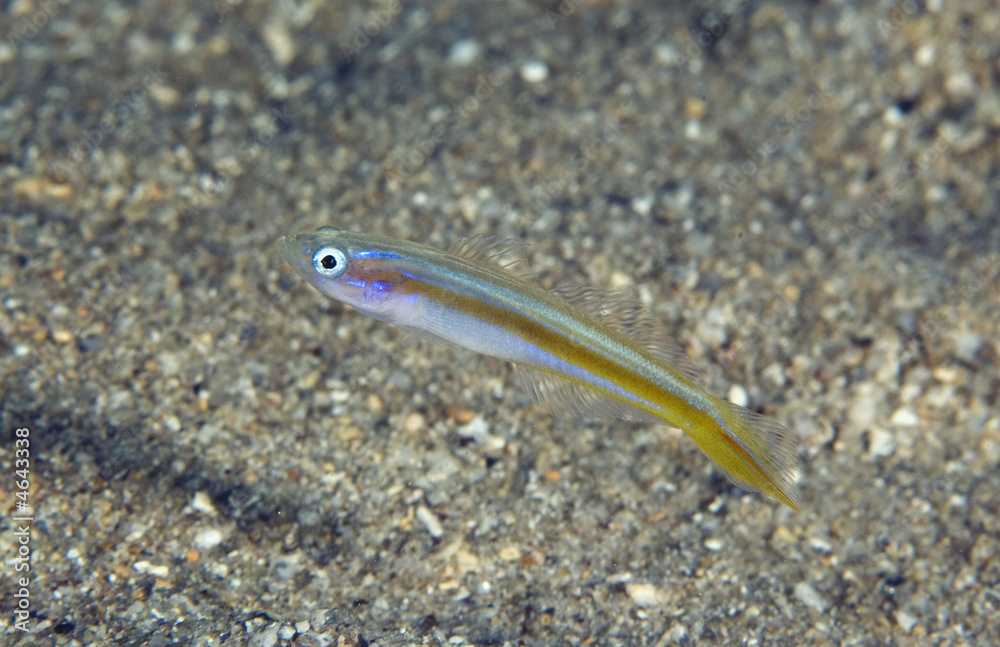 GOBIDI - GHIOZZI | REEF AQUARIUM