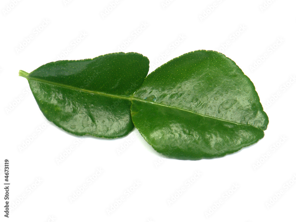 feuille de combava Photos | Adobe Stock