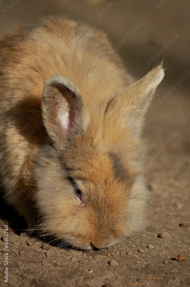 Hase Stock-Foto | Adobe Stock