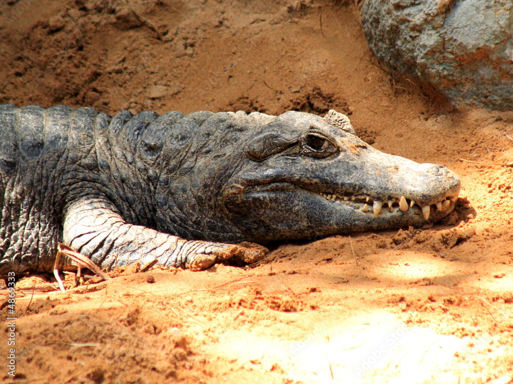 Cayman Crocodile Stock Photo | Adobe Stock