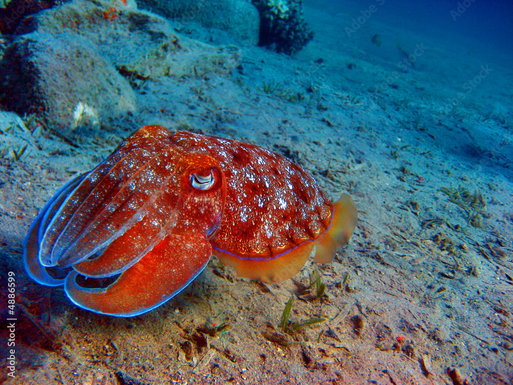 Kalmar Stock Photo | Adobe Stock