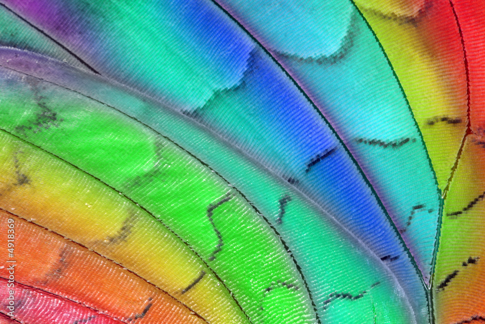 rainbow butterfly wing Stock Photo | Adobe Stock