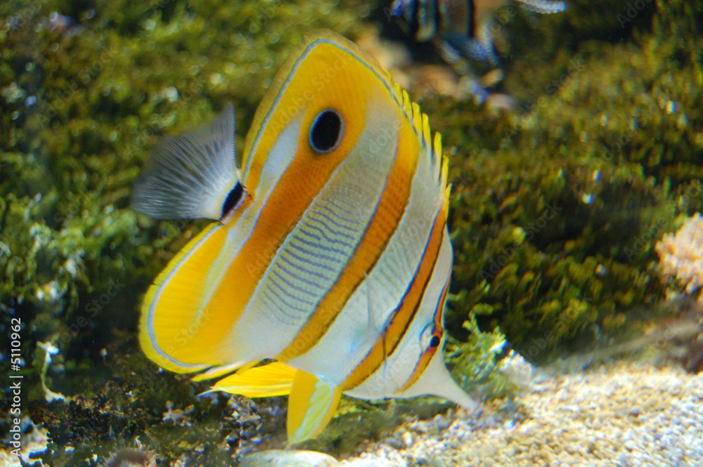 poisson exotique Photos | Adobe Stock