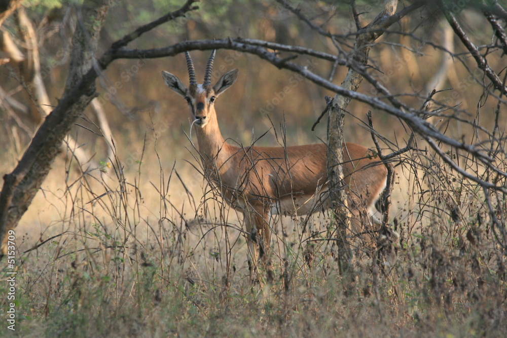 Chinkara: Indian Gazelle Stock Photo | Adobe Stock
