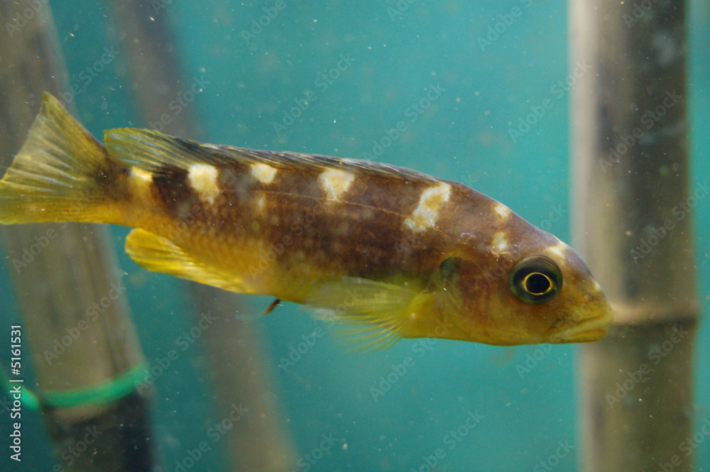 poisson aquarium Stock Photo | Adobe Stock