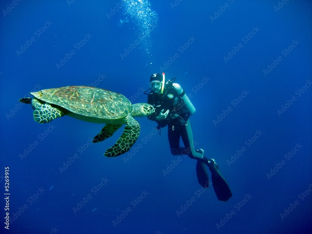 Poster Caretta Schildkröte mit Taucher – Wall Art | UkPosters