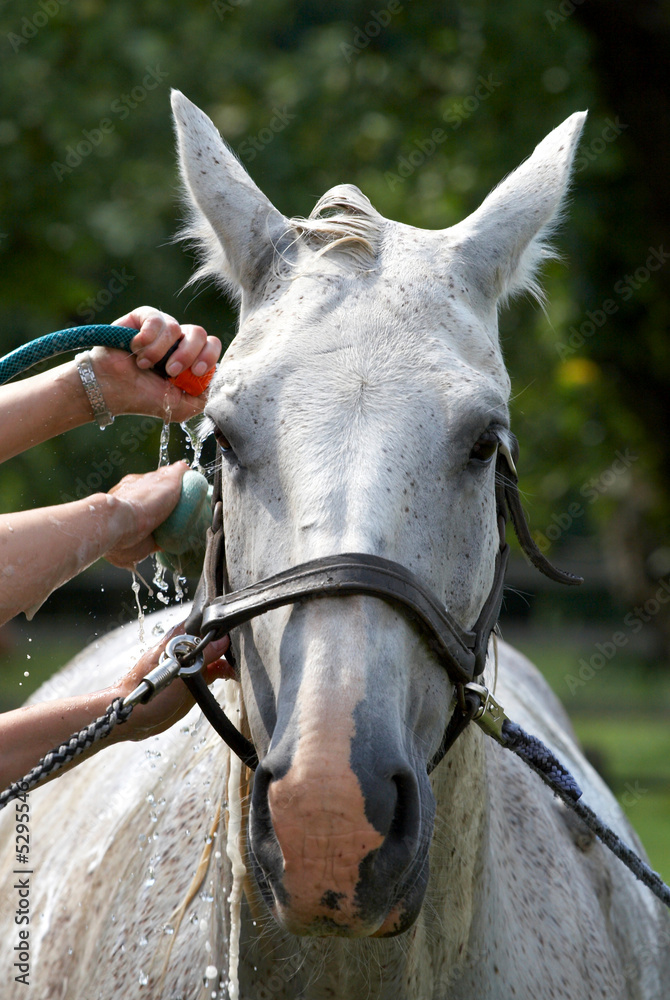 washing horse Stock Photo | Adobe Stock
