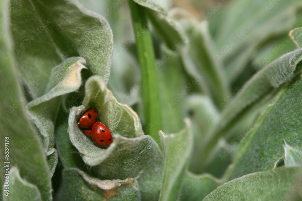 ladybirds ladybugs hidden in shelter Stock Photo | Adobe Stock