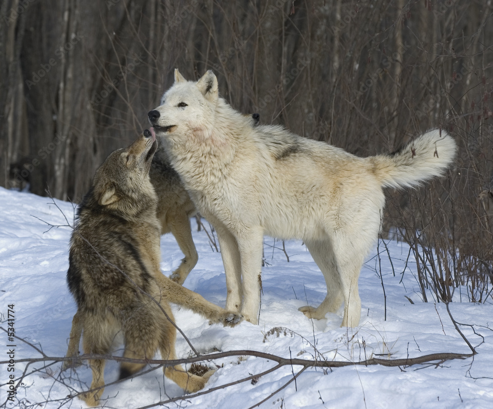 Alpha Female Gray Wolf