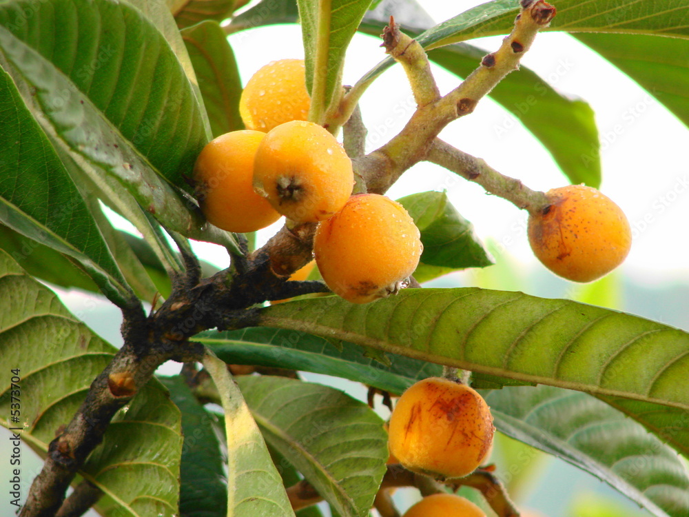 Mushmula Stock Photo | Adobe Stock