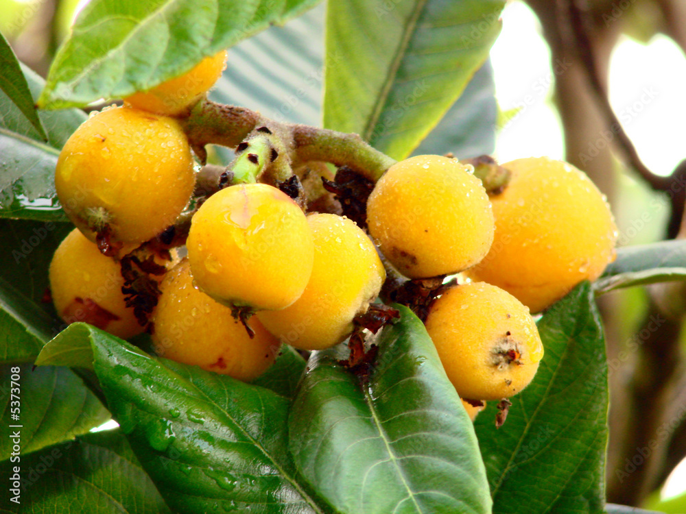 Mushmula Stock-Foto | Adobe Stock