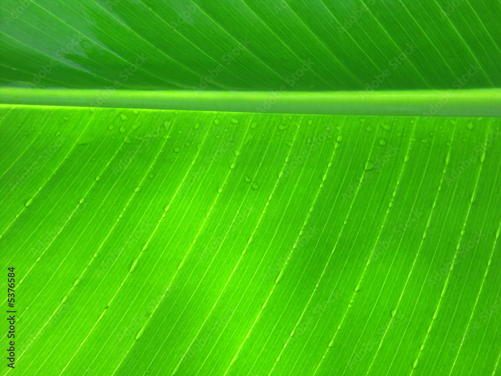 feuille du bananier Stock Photo | Adobe Stock