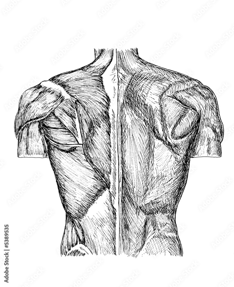 anatomical drawing showing muscles drawn by photographer Stock Photo ...