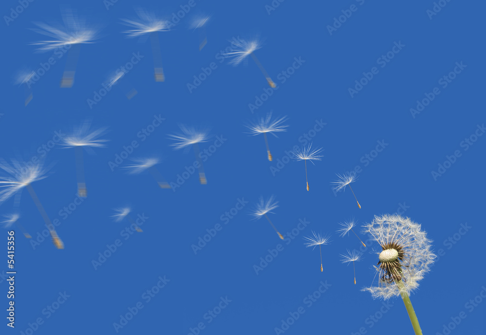 Pusteblume im Wind Stock-Foto | Adobe Stock