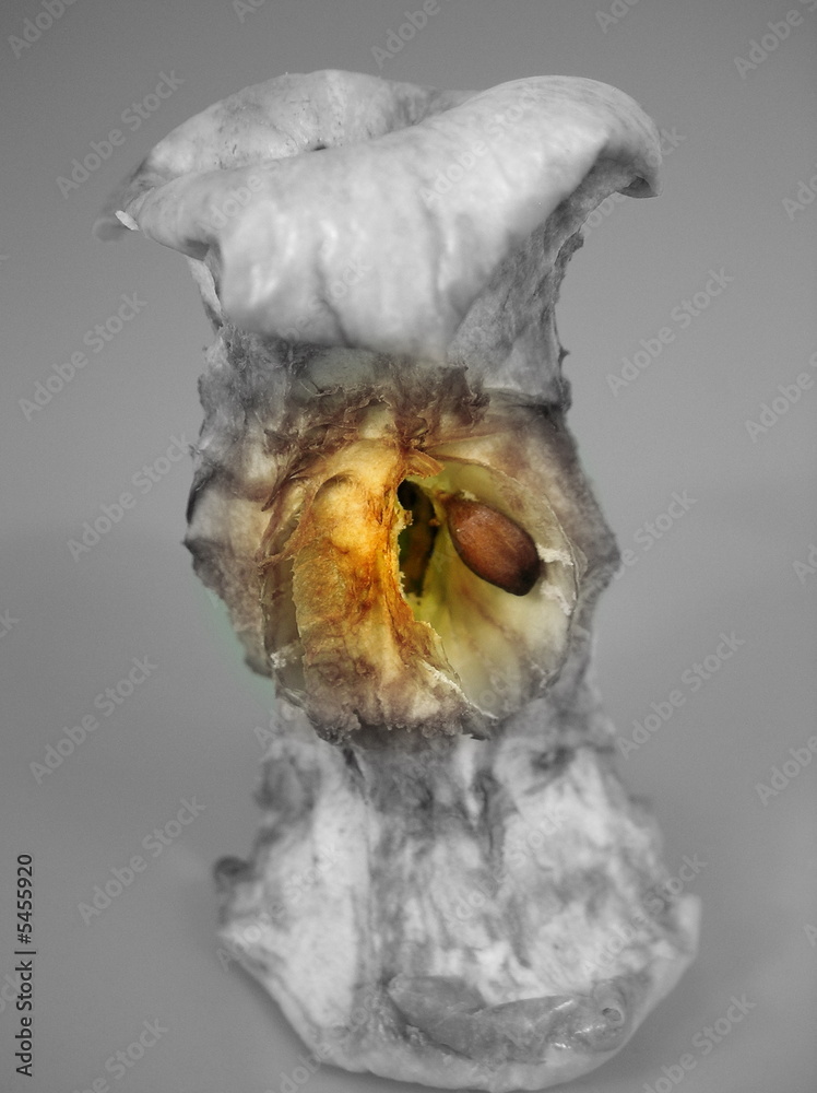 Butzen Stock Photo | Adobe Stock