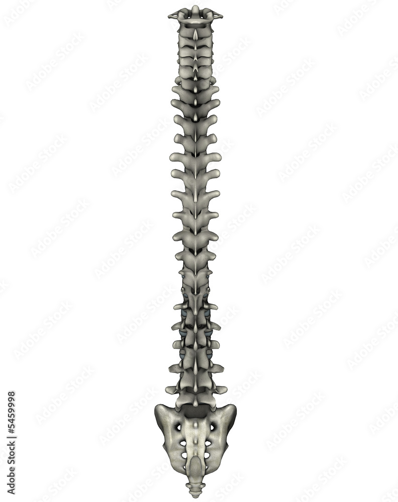 Human posterior spine Stock Illustration | Adobe Stock