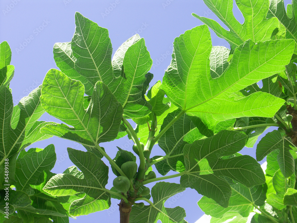 figuier Stock Photo | Adobe Stock