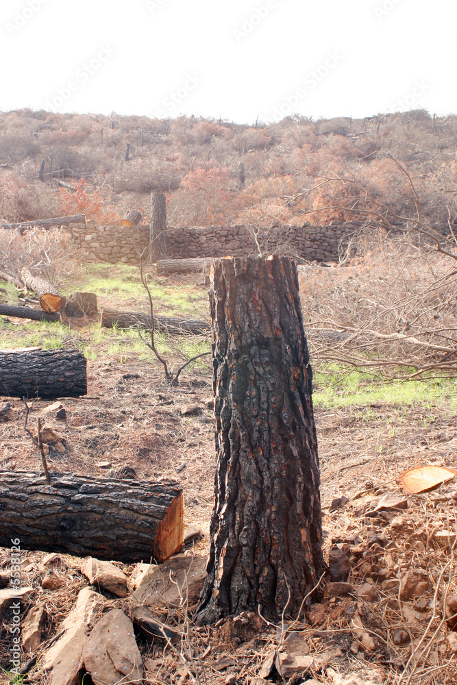 Bosque quemado Stock Photo | Adobe Stock